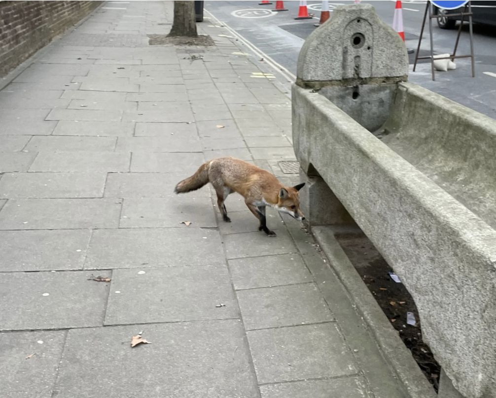 Urban foxes, friends or foes? — Animal Behaviour London