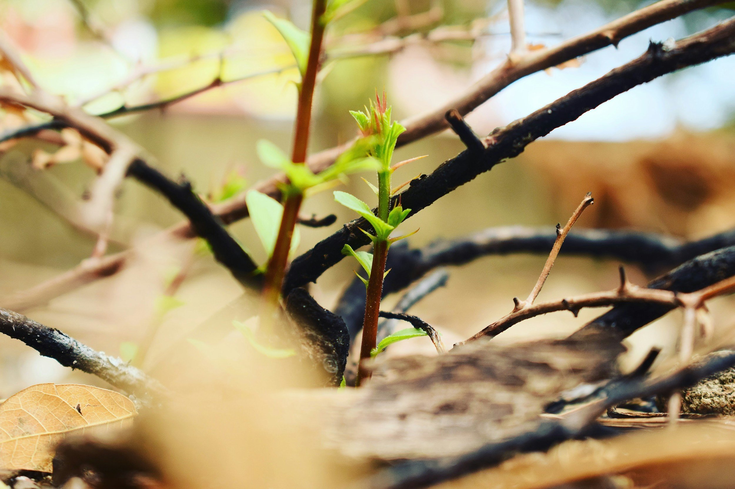 Flowers, Leaves, Stems & Roots — Ayurveda Academy of Cosmetic Formulation