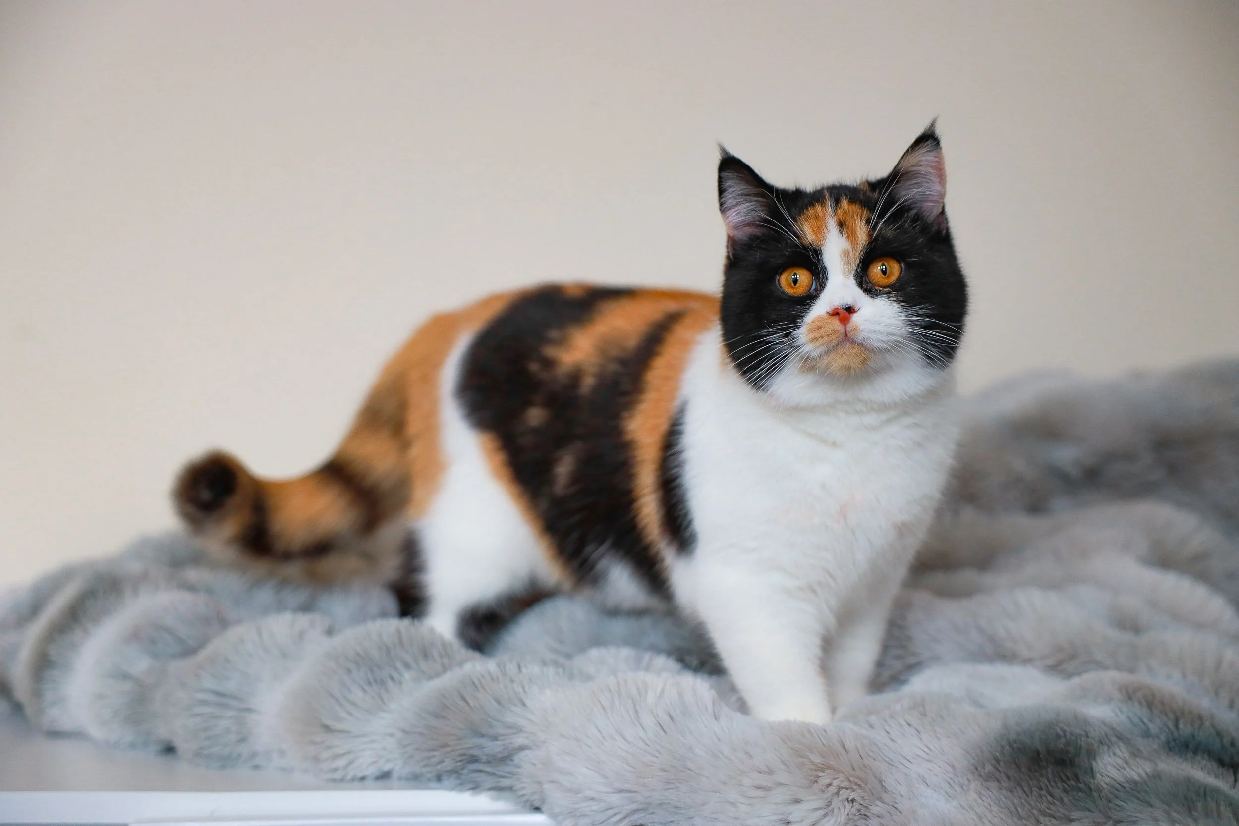 Kings & Queens | Discover Royal Felines — Blue Eyed British Cattery