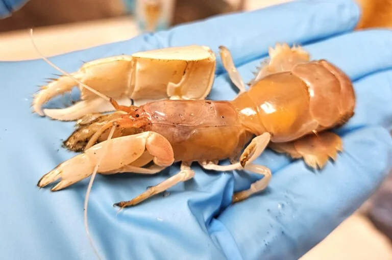 Burrowing Shrimp | Targeted Pests | Invasive Species Corporation