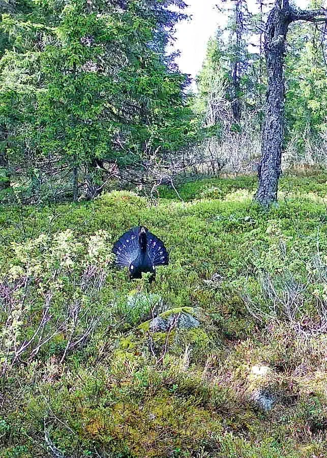 Veiåpning, beiteslipp og fiske. Oppdatert 5. juni — Øyer Fjellstyre