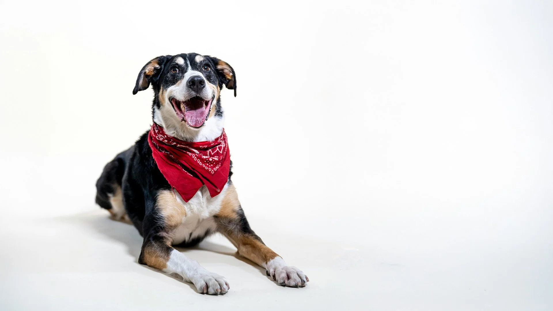Indian Trail Dog Training, LLC