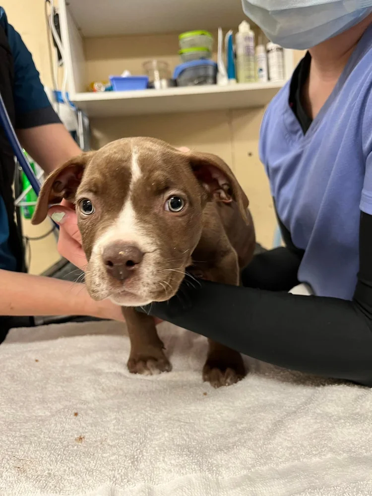 Western Veterinary Hospital