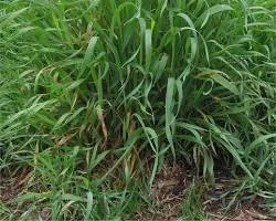 10 Common lawn weeds in Minnesota and how to manage them — Monson Lawn ...