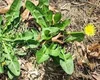 10 Common lawn weeds in Minnesota and how to manage them — Monson Lawn ...