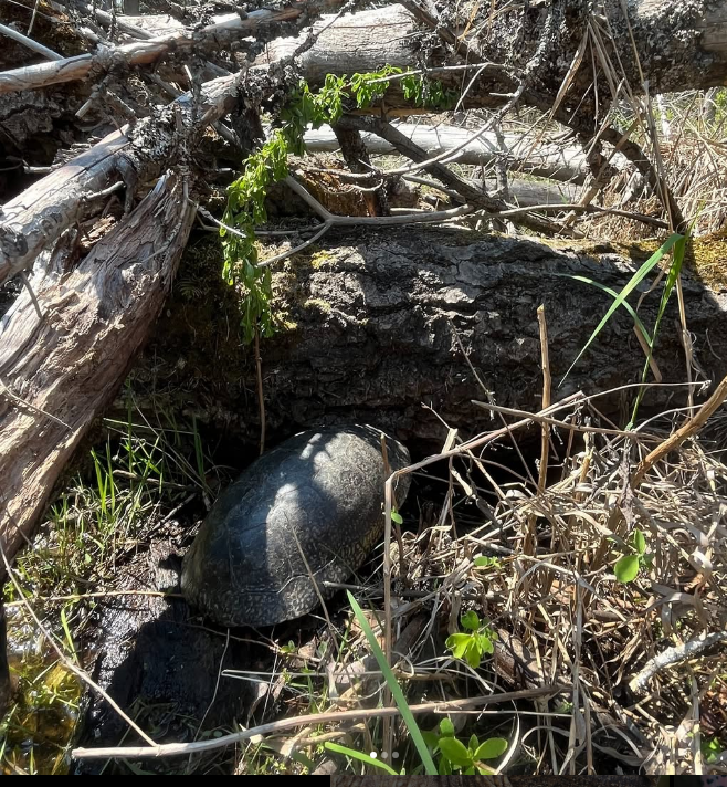 Shawanaga First Nation Species-at-Risk
