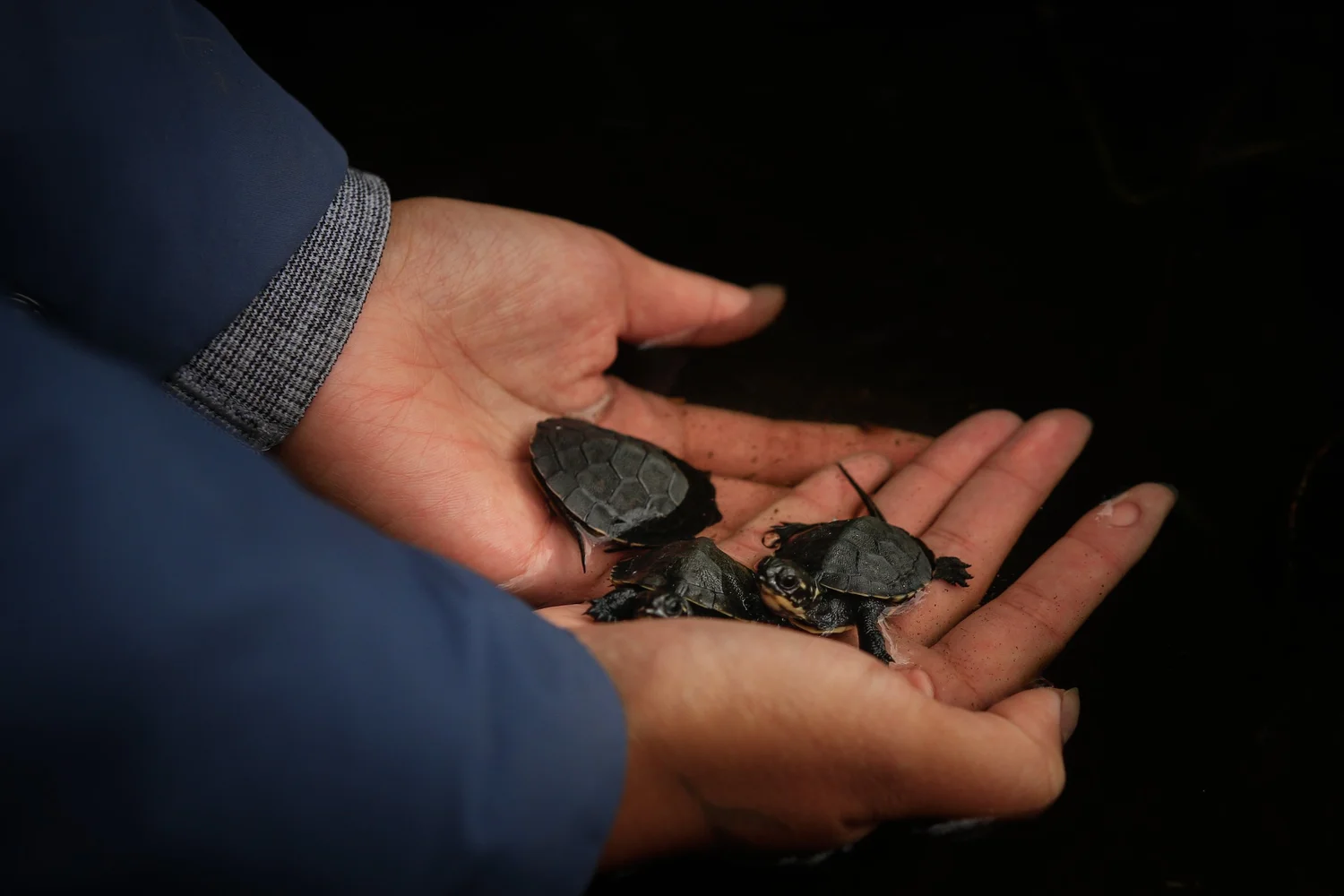 Shawanaga First Nation Species-at-Risk