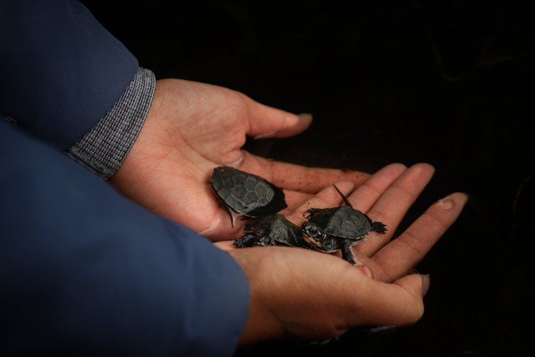 Shawanaga First Nation Species-at-Risk