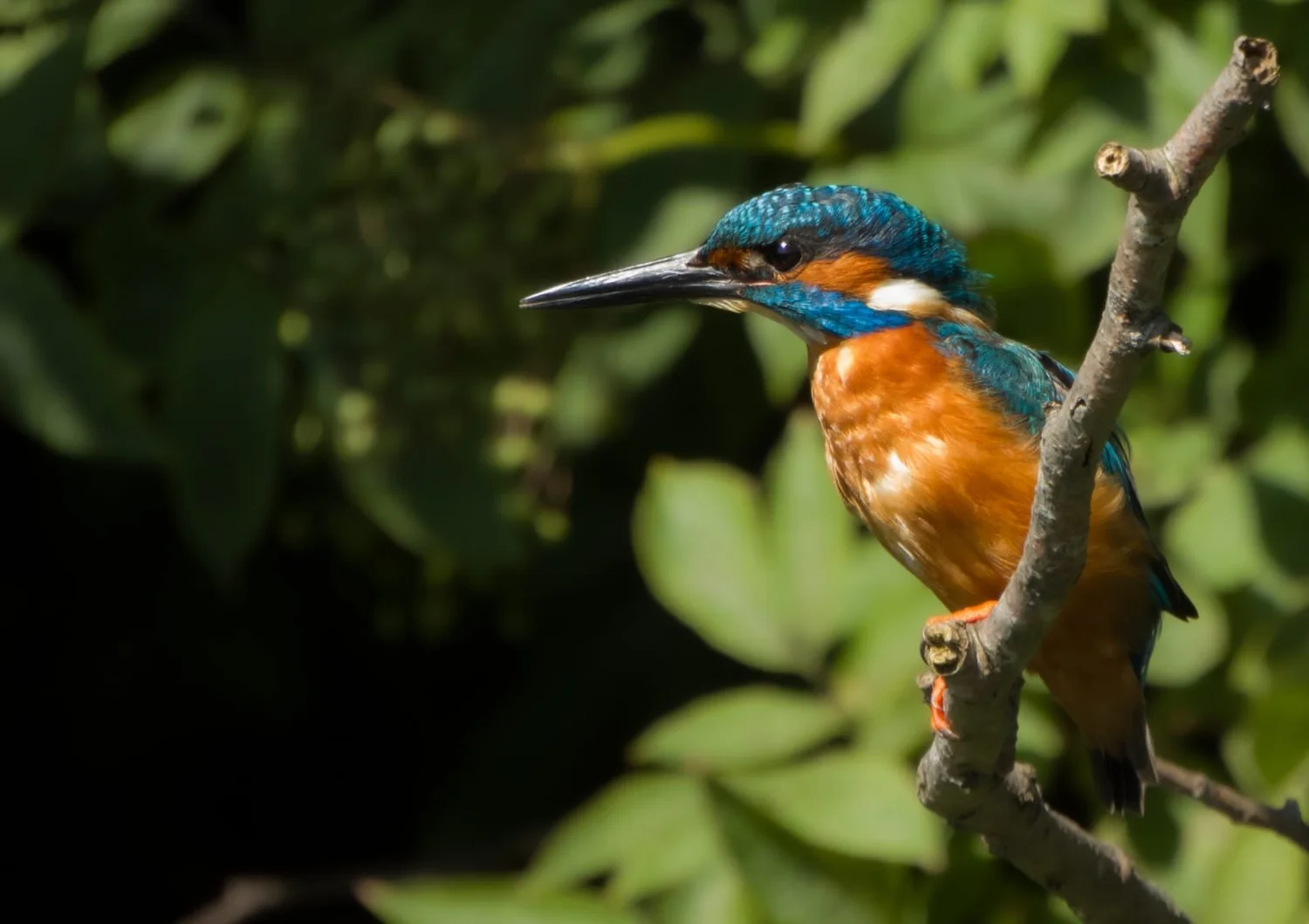 Resources — Dublin Birding