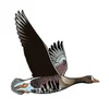 Resources — Dublin Birding