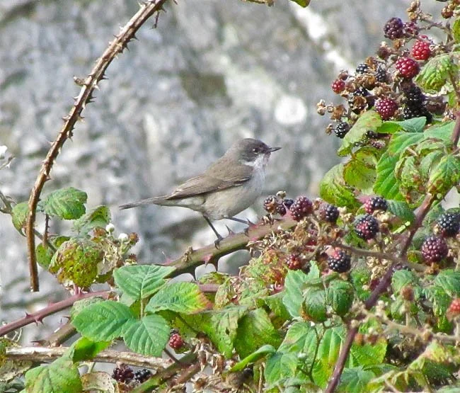 Site Guide: Howth Head — Dublin Birding