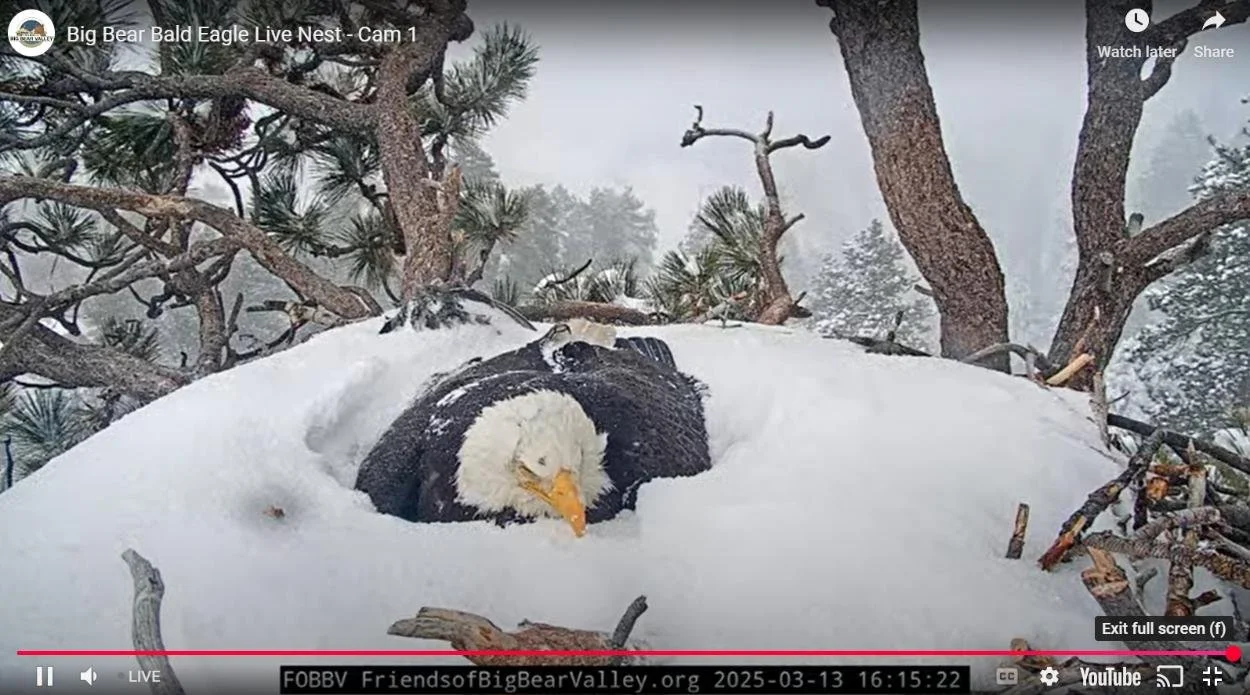 Bird’s Eye View — Lighter Side of Climate