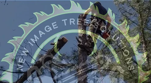 My Tree is Leaning - What Do I Do? — New Image Tree Solutions