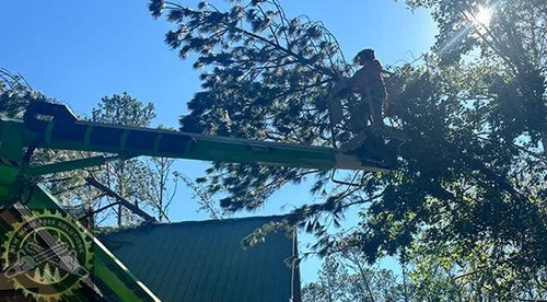 My Tree is Leaning - What Do I Do? — New Image Tree Solutions