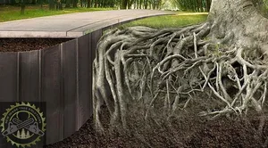 Tree Roots are Breaking My Concrete Driveway — New Image Tree Solutions