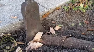 Tree Roots are Breaking My Concrete Driveway — New Image Tree Solutions