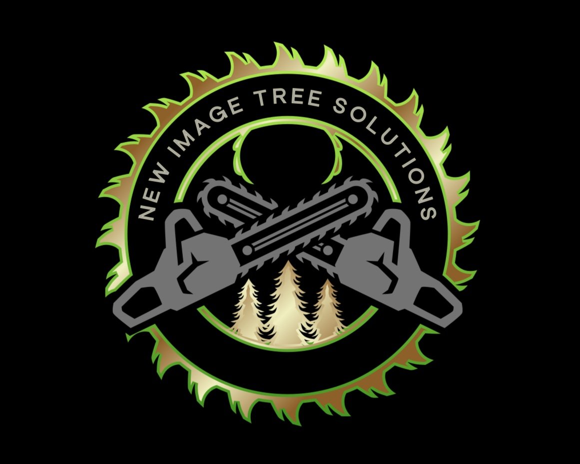 Evergreen and Deciduous Trees - What is the Difference? — New Image ...