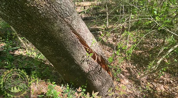 My Tree is Leaning - What Do I Do? — New Image Tree Solutions