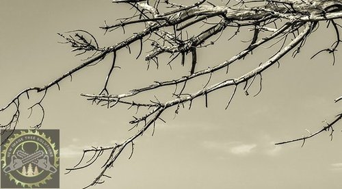 Evergreen and Deciduous Trees - What is the Difference? — New Image ...
