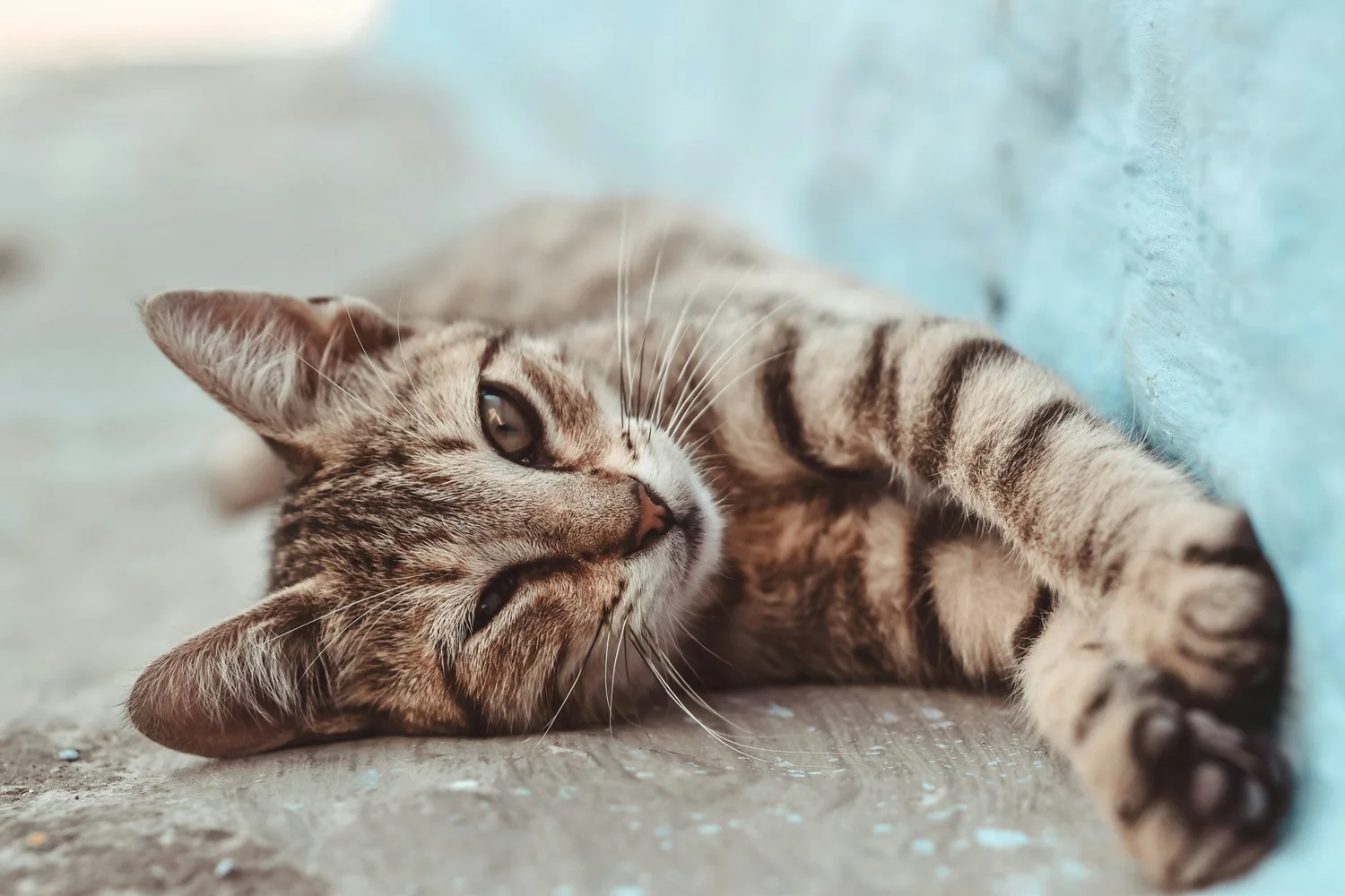 GLA Pharma | Discover Animal Health Solutions