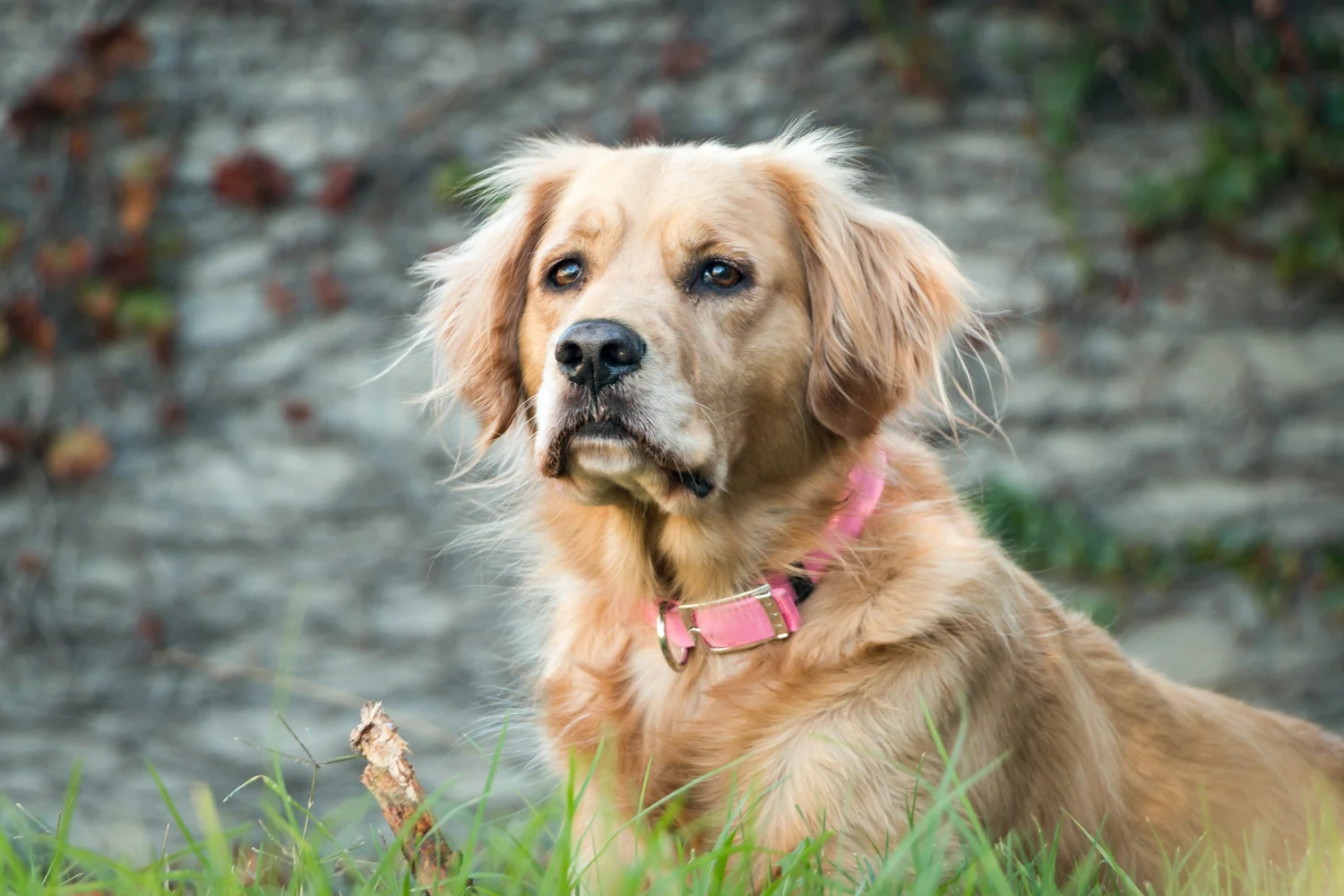 GLA Pharma | Discover Animal Health Solutions
