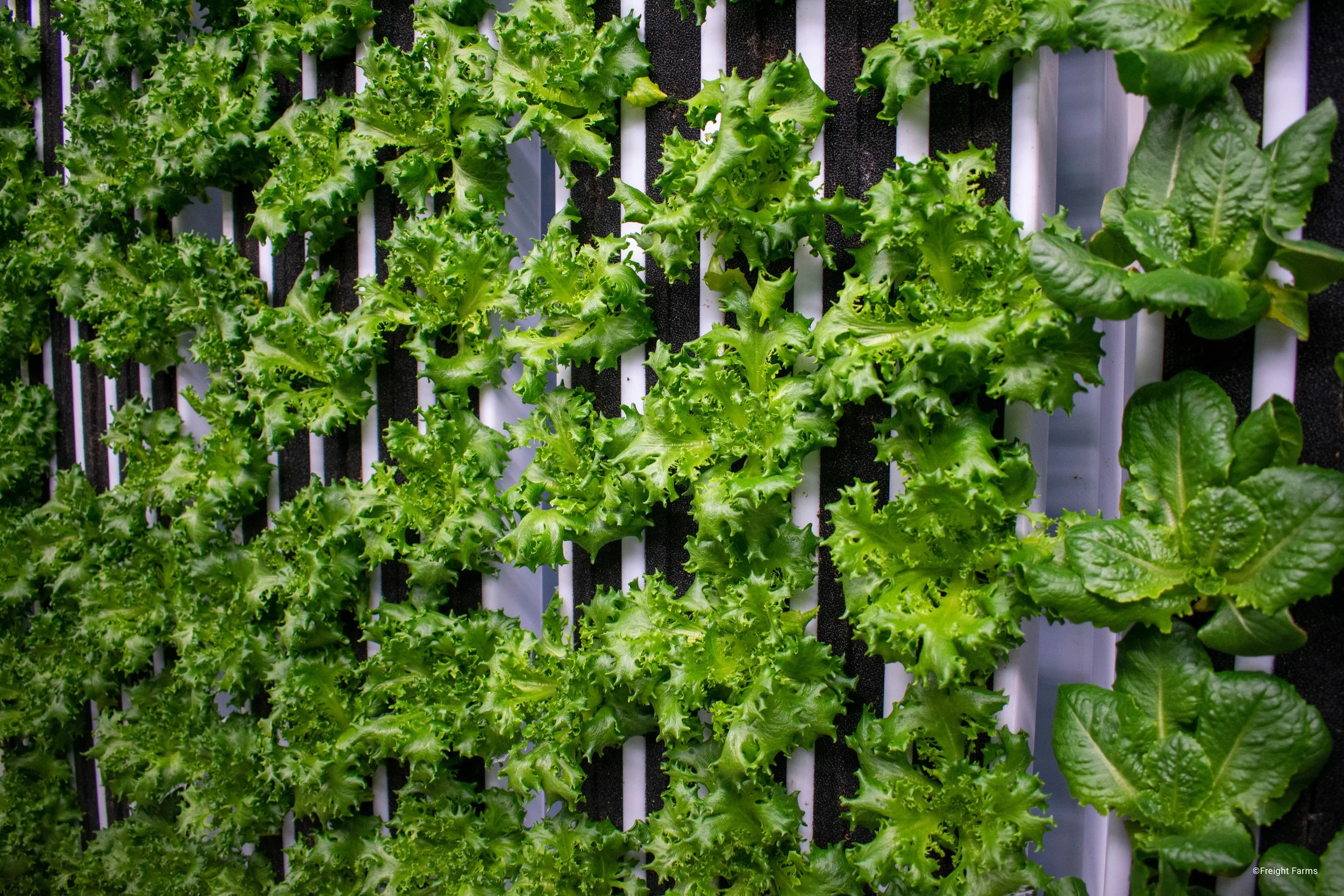 Old South Hydroponics | Lettuce | Culinary Flowers | Herbs ...