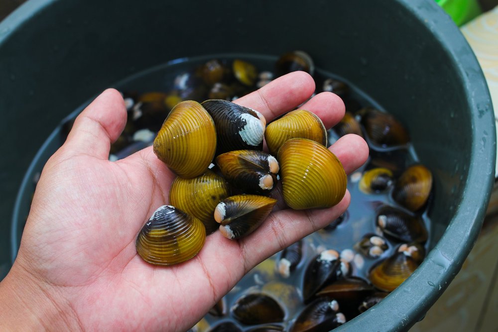 ISRS - International Shellfish Restoration Society