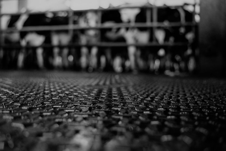 Why Rubber — Legend Rubber — The Bedrock of Healthy Herds