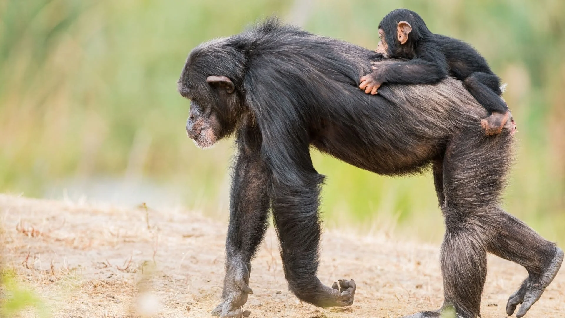 Species Spotlight: Chimpanzee — On the Edge
