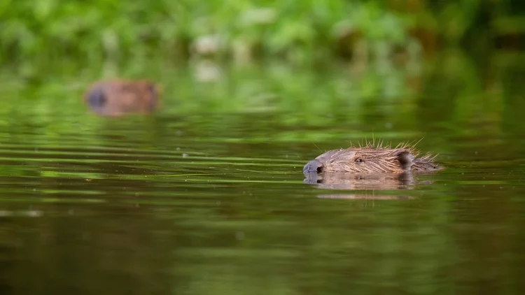 Species Spotlight: Eurasian Beaver — On the Edge