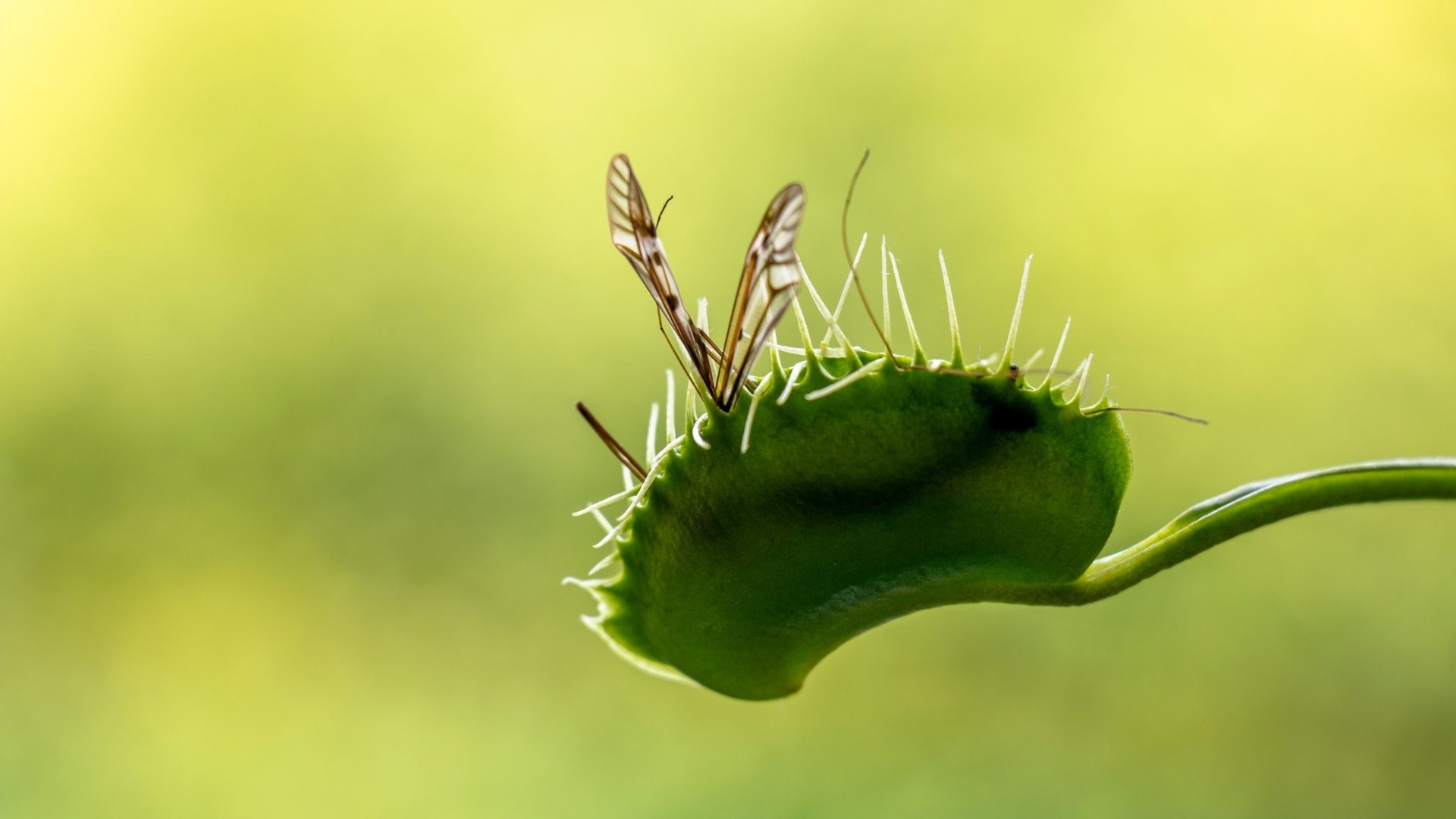 Species Spotlight: Venus Flytrap — On the Edge