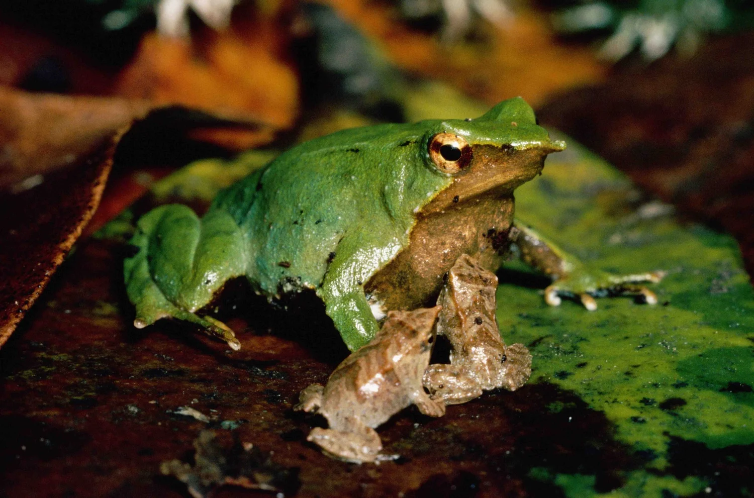 Species Spotlight: Darwin’s Frog — On the Edge