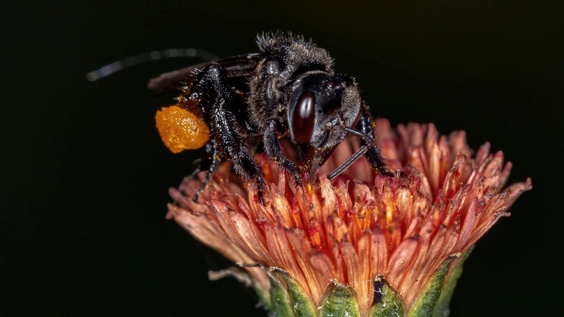 Species Spotlight: Stingless Bees — On the Edge