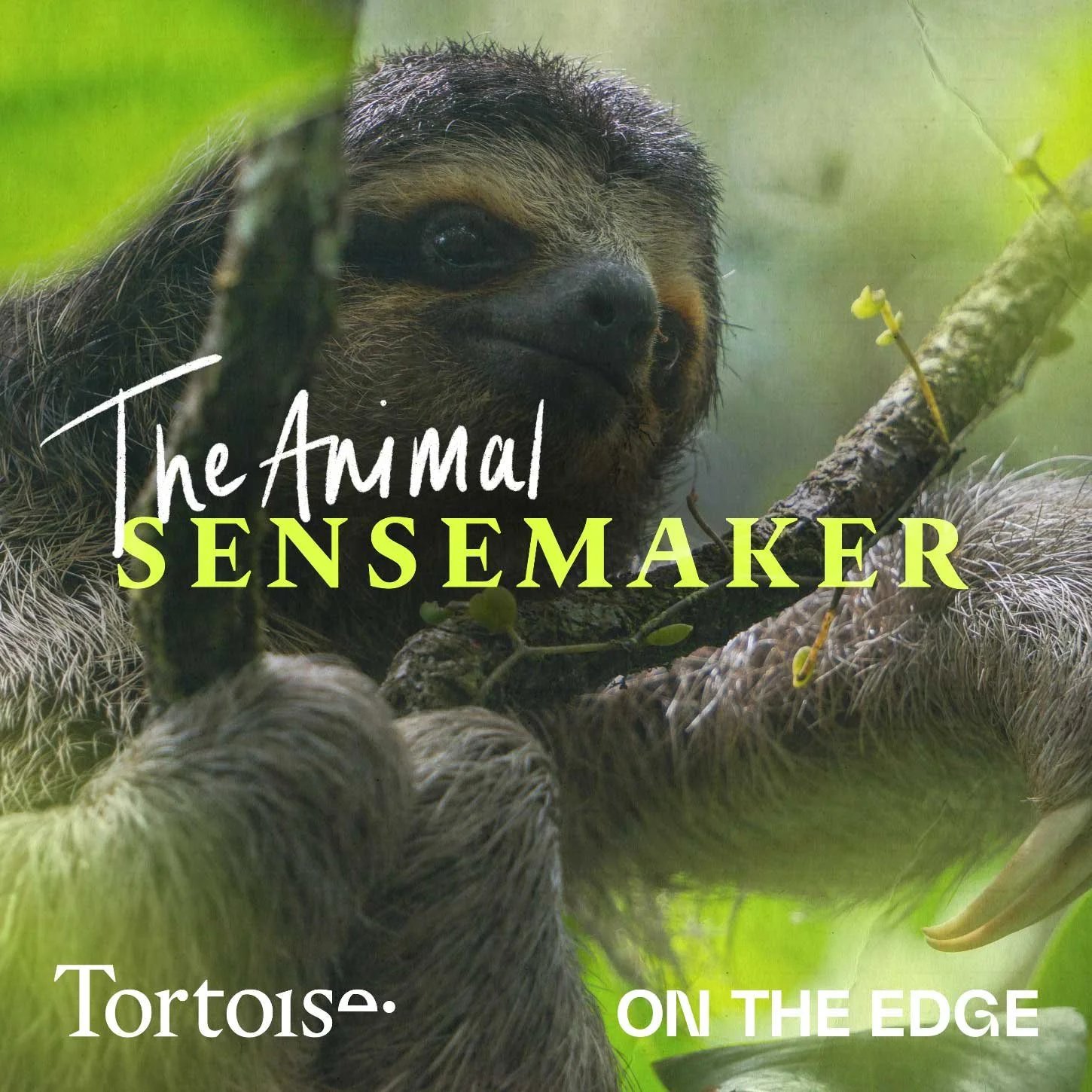 Species Spotlight: Pygmy Three-toed Sloth — On the Edge