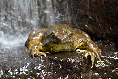 Species Spotlight: Goliath Frog — On the Edge