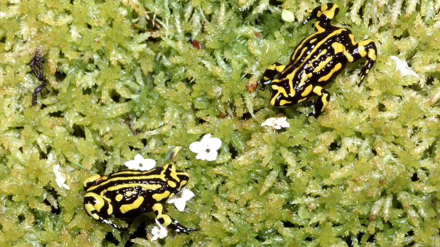 Species Spotlight: Corroboree Frogs — On the Edge