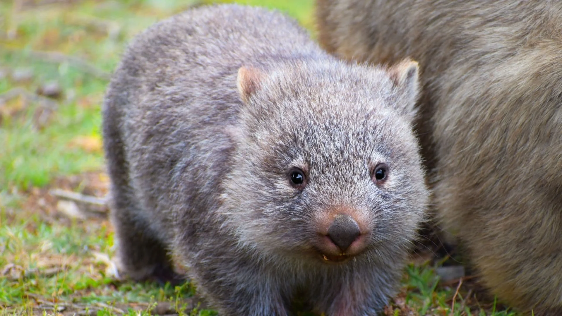 Species Spotlight: Wombats — On the Edge