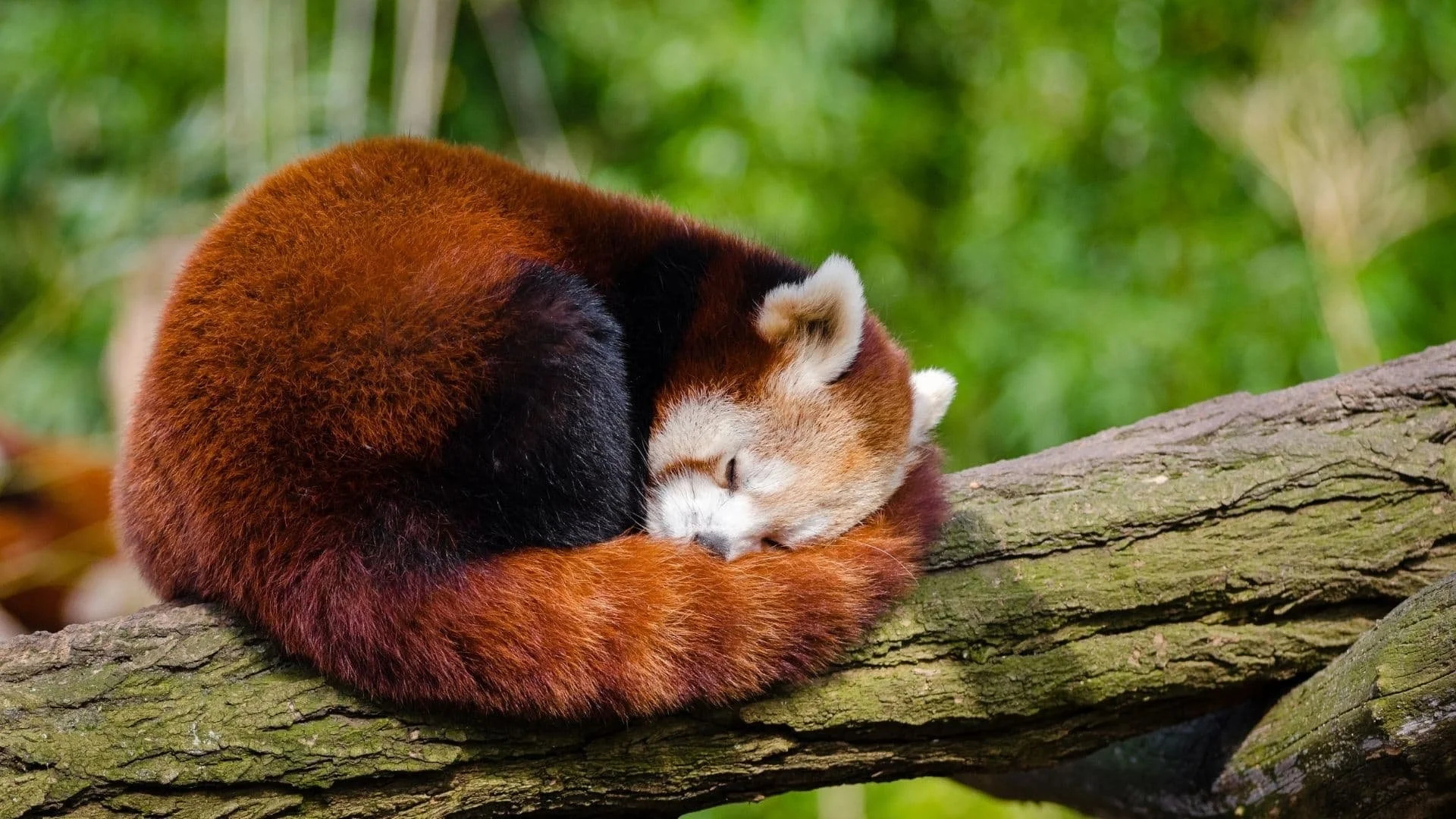 Species Spotlight: Red Pandas — On the Edge