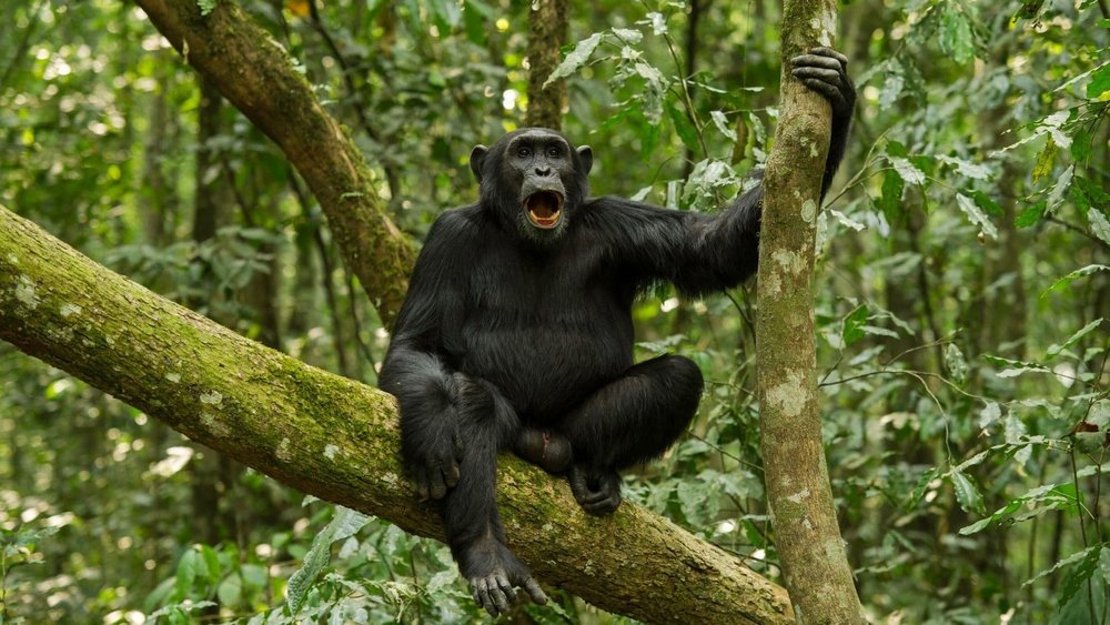 Species Spotlight: Chimpanzee — On the Edge