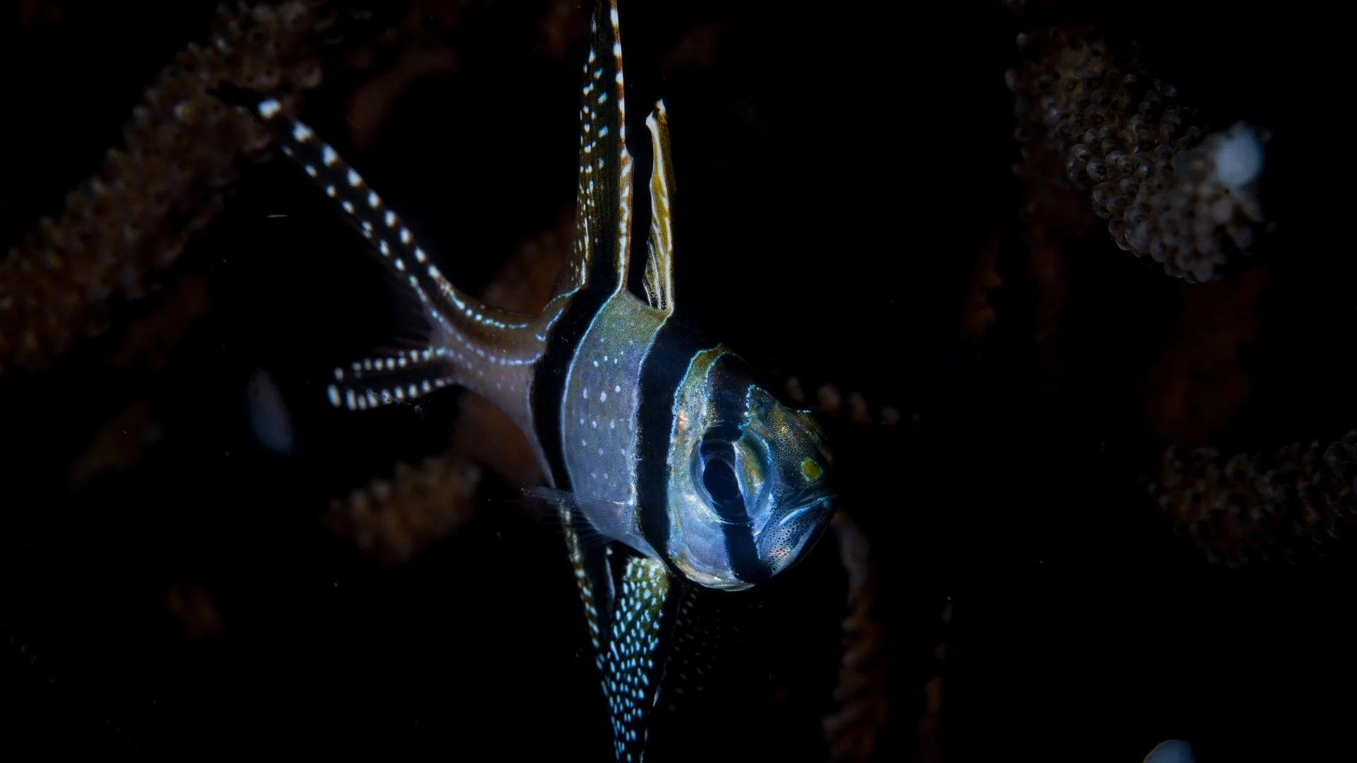 Bangaii Cardinalfish - Longfin Cardinalfish - Pterapogon kauderni ...