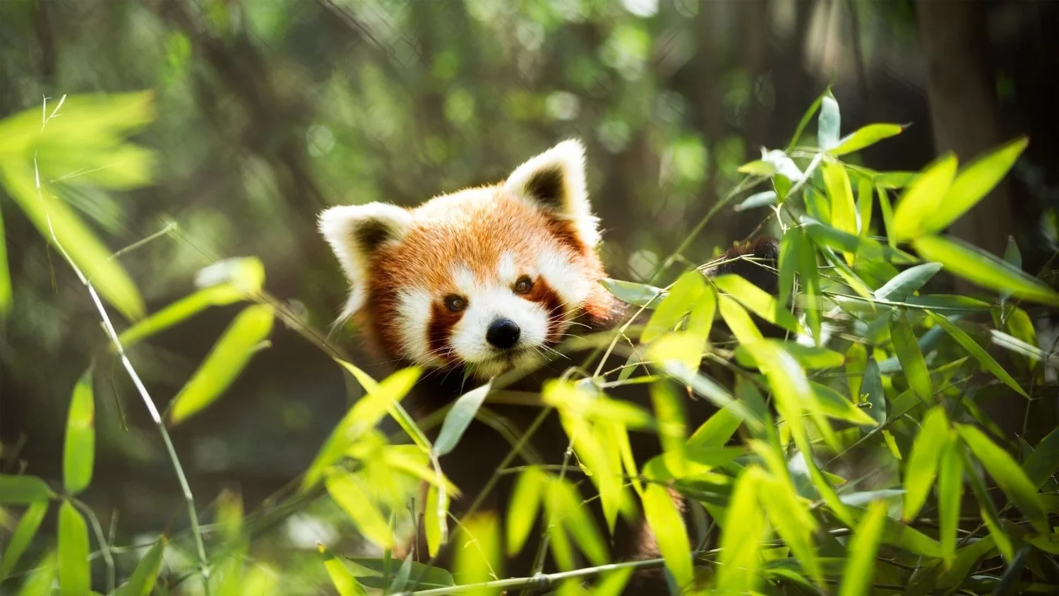 Species Spotlight: Red Pandas — On the Edge