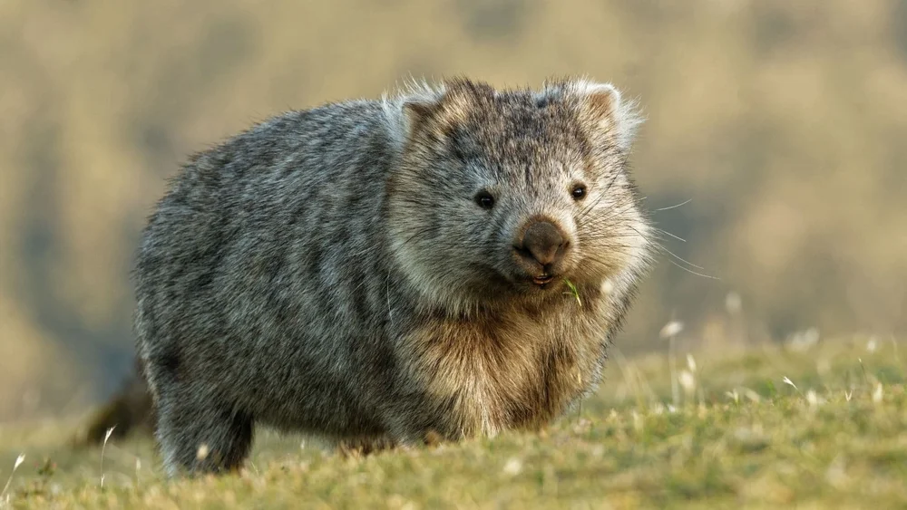 Species Spotlight: Wombats — On the Edge