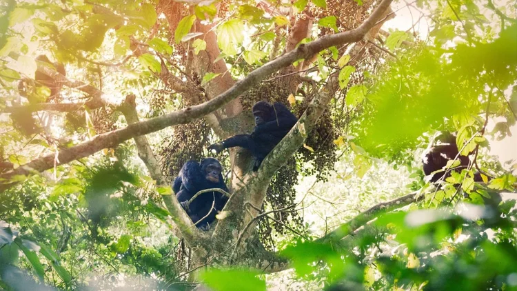 Species Spotlight: Chimpanzee — On the Edge