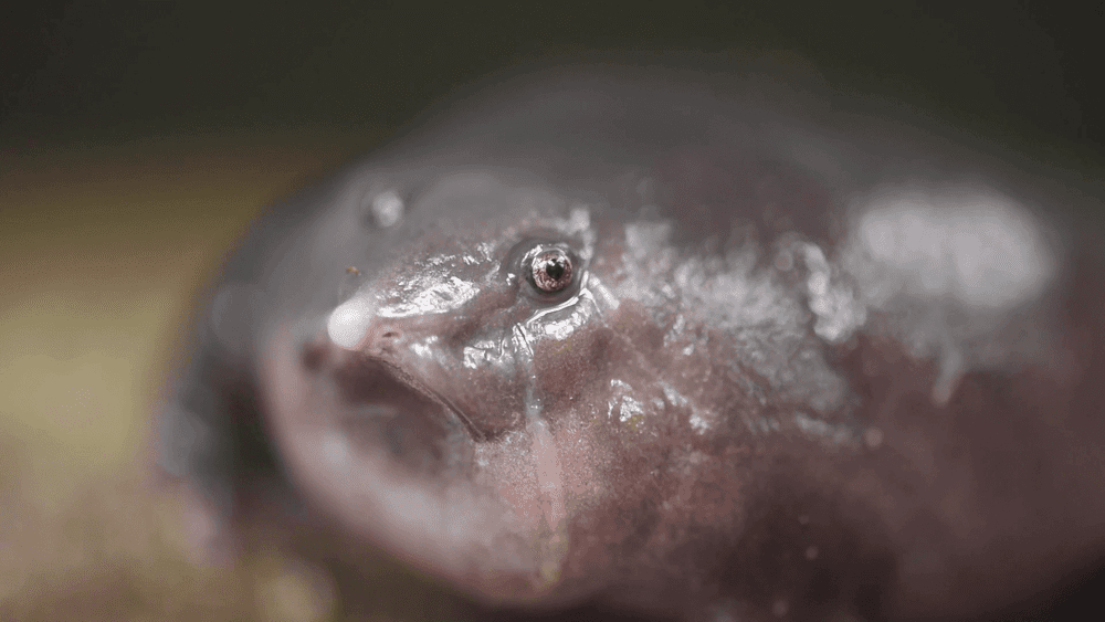 Species Spotlight: Purple Frog — On the Edge
