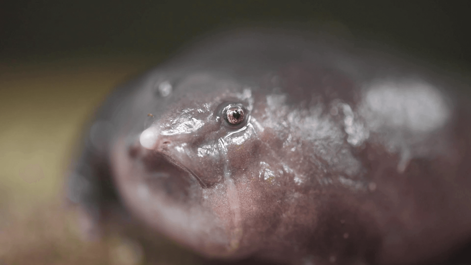 Species Spotlight: Purple Frog — On the Edge