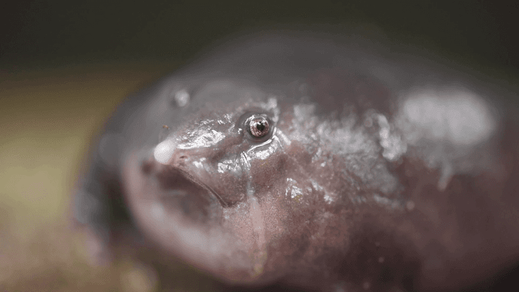 Species Spotlight: Purple Frog — On the Edge