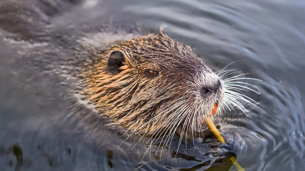 Species Spotlight: Eurasian Beaver — On the Edge