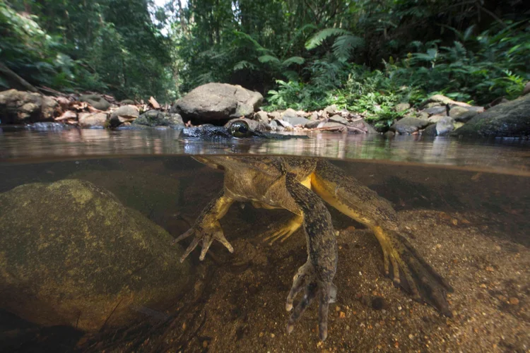 Species Spotlight: Goliath Frog — On the Edge