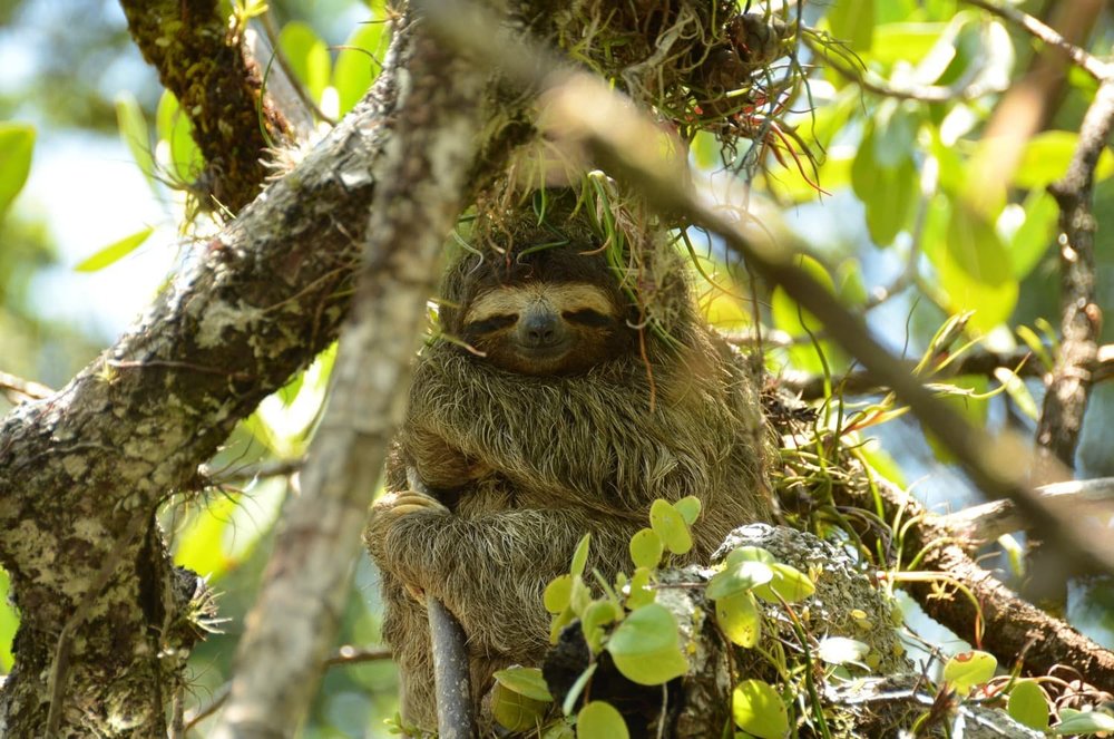 Species Spotlight: Pygmy Three-toed Sloth — On the Edge