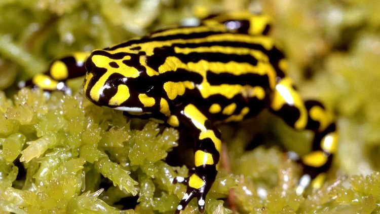 Species Spotlight: Corroboree Frogs — On the Edge